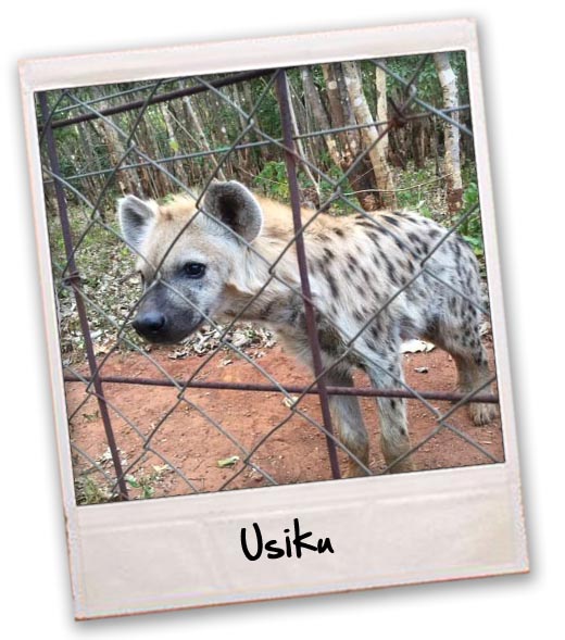 Usiku’s road to freedom | The 'Oke' On The Ground for the Olsen Animal ...